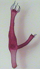 Budding Hydra Microscope